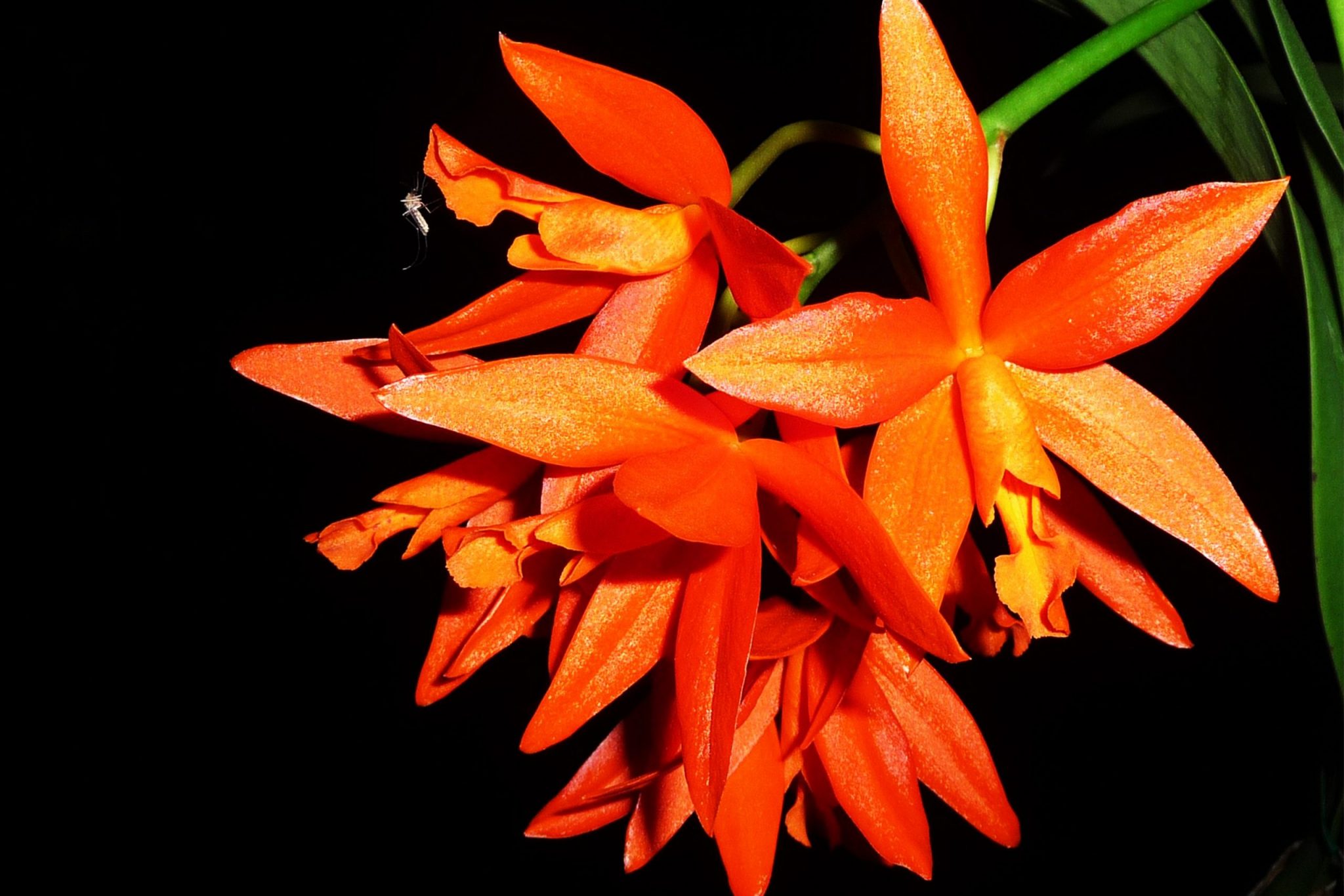 Orquídea Cattleya [Megaguía de información y cuidados necesarios]