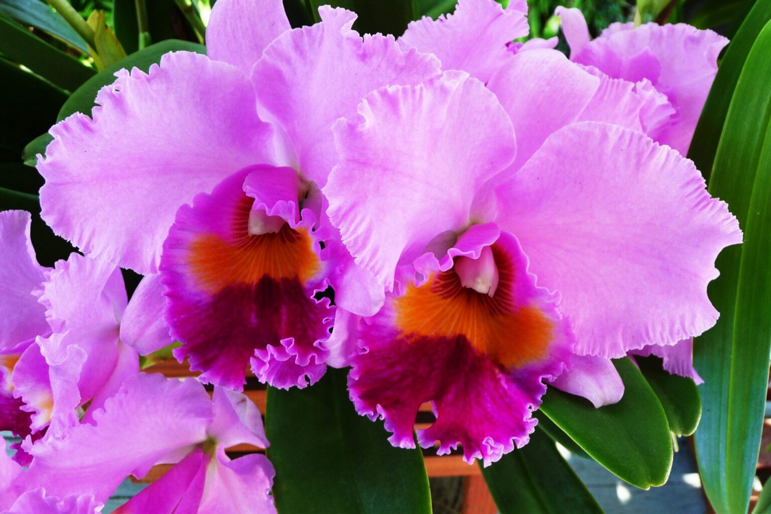 Orquídea Cattleya [Megaguía de información y cuidados necesarios]