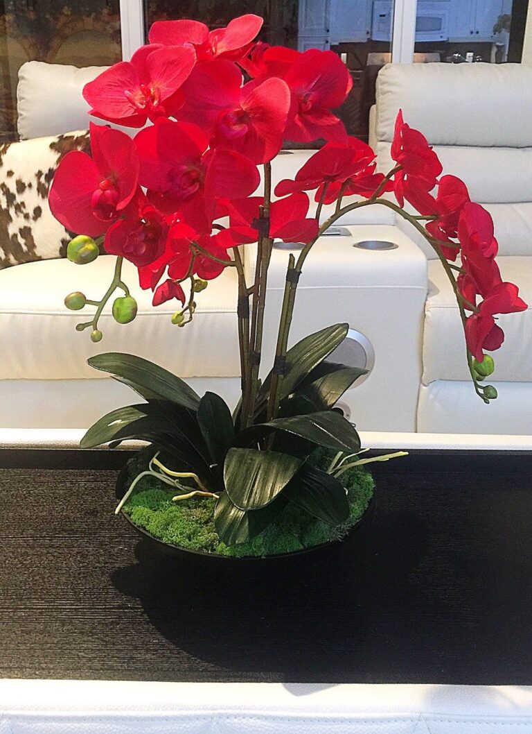 🌺 [Orquídeas rojas | Significado, cuidados y fotos] 👉 [La guía más ...